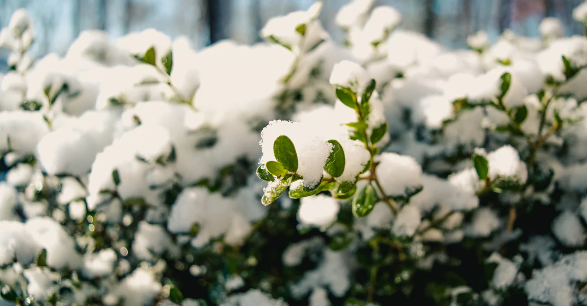 What types of plants can be left outside in winter in Quebec ...