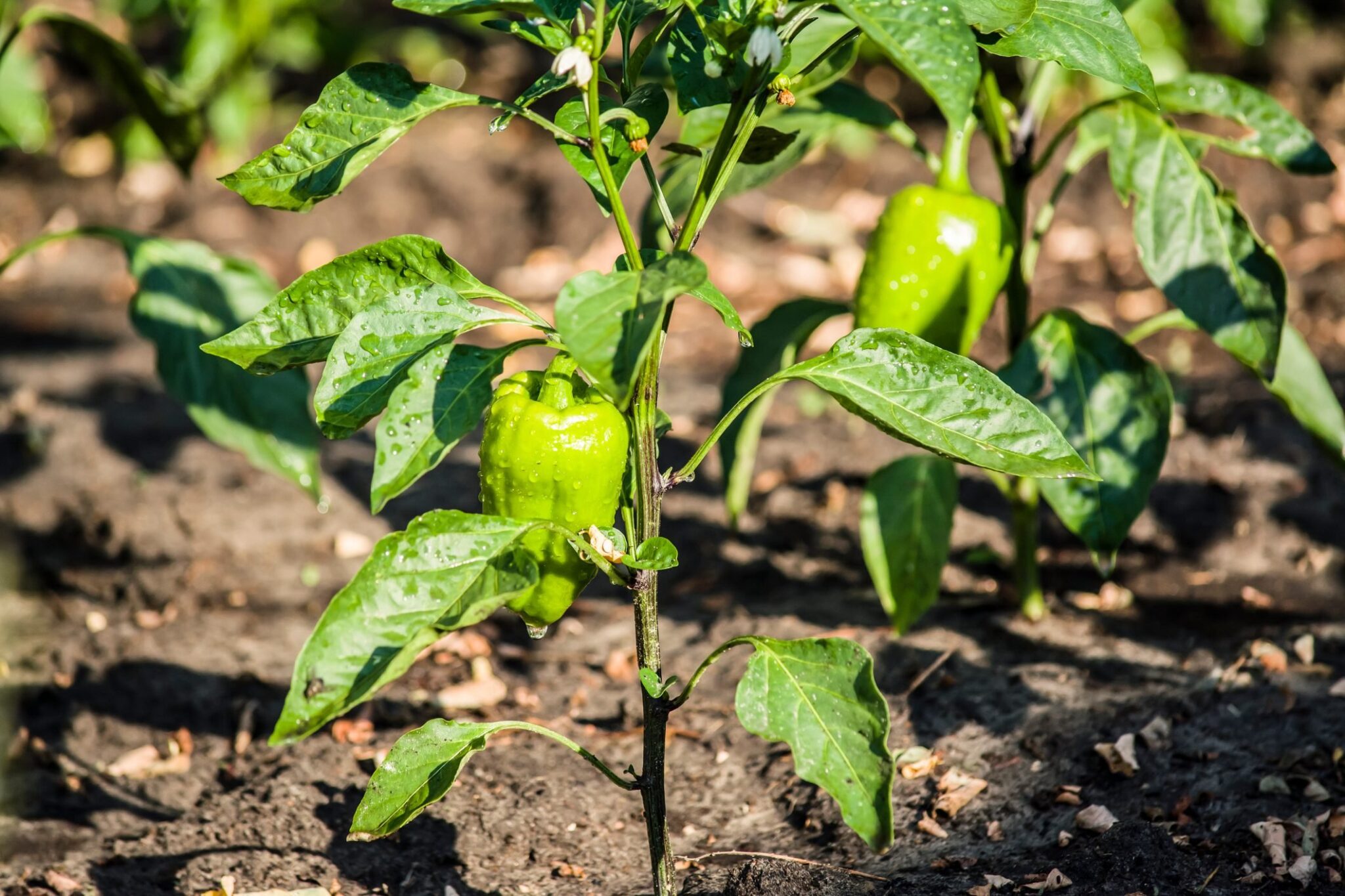 Do Plants Like Physical Contact? - Grow Your Sprout