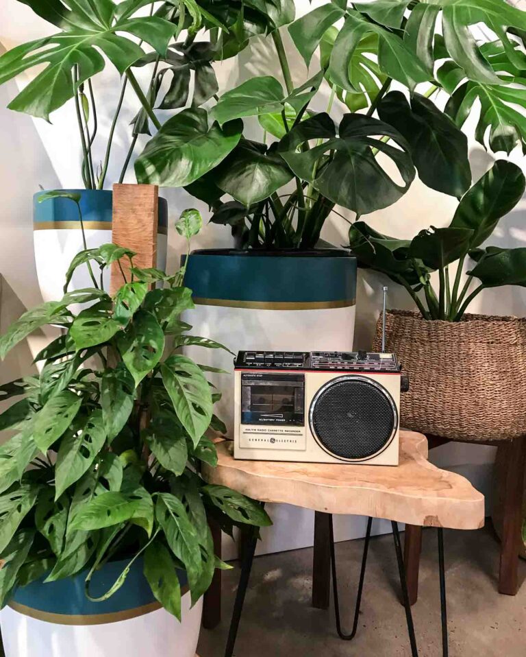 Grow tunes : Music that helps your plants thrive - Grow Your Sprout