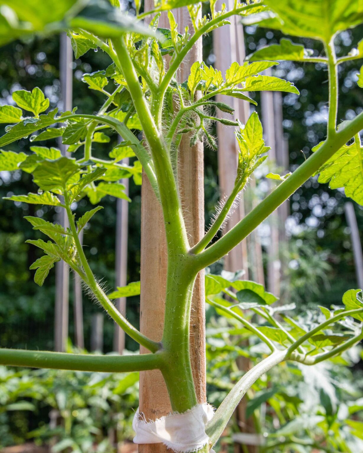 Do Plants Like Physical Contact? - Grow Your Sprout