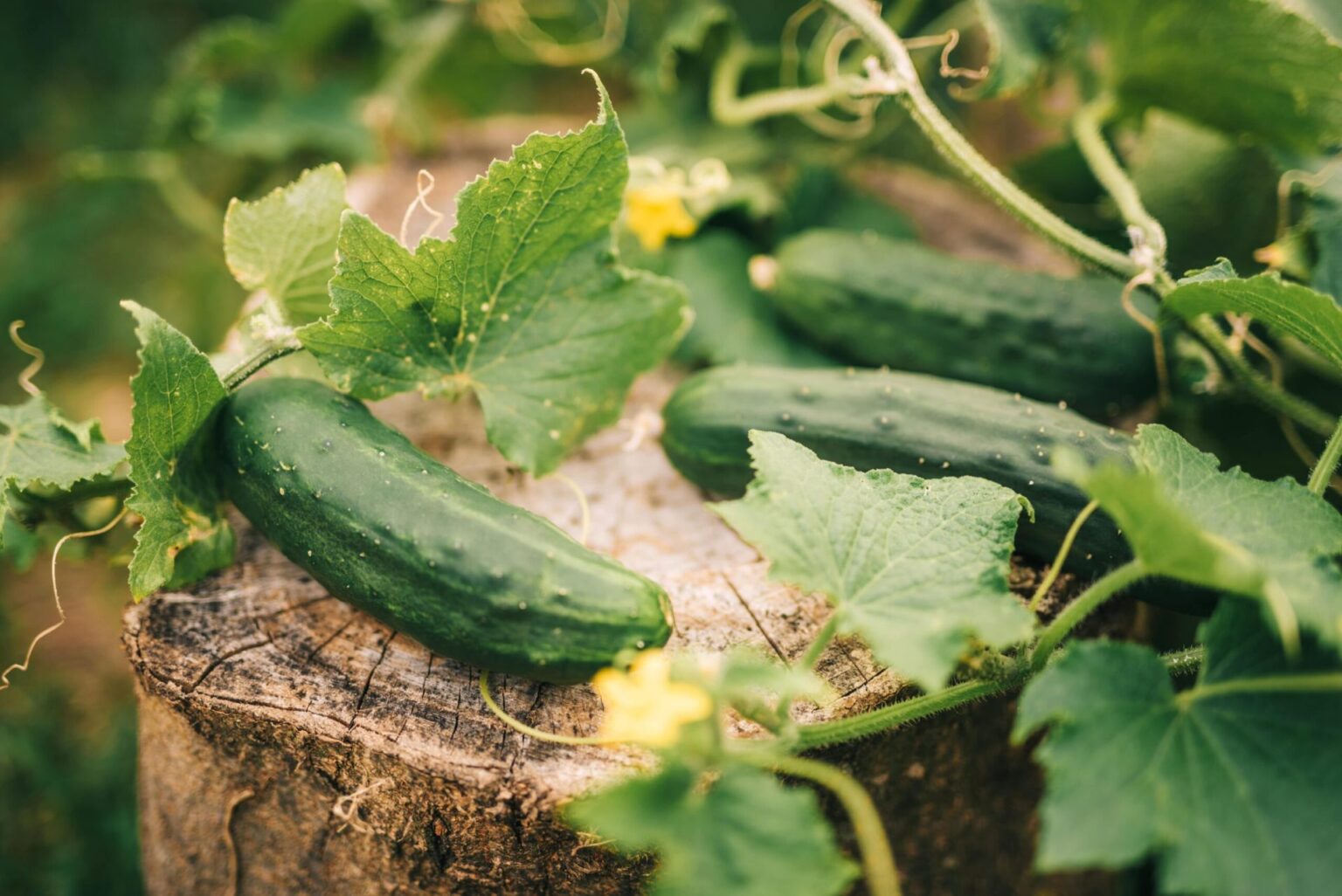 Do Plants Like Physical Contact? - Grow Your Sprout